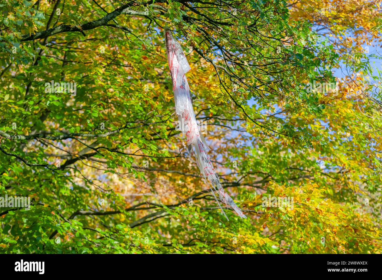 Plastic bag stuck among foliage of green and yellow gold autumn trees ...