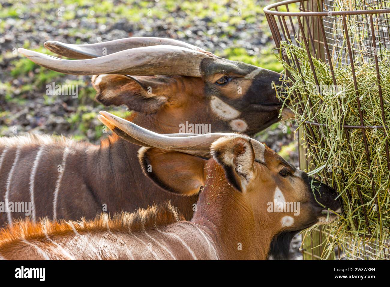 Closeup of the head of two mountain Bongo antelope eating grass or hay ...