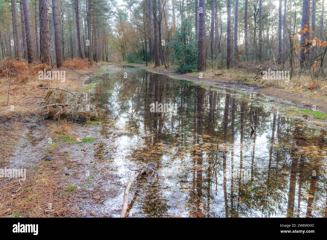 Frontal perspective of path flooded with stagnant rainwater, pine trees ...