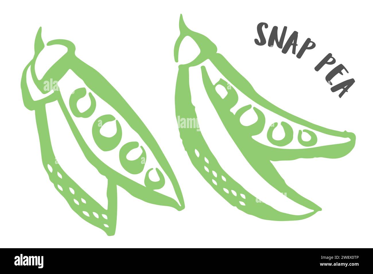 Pea drawing hand painted with ink brush isolated on white background ...