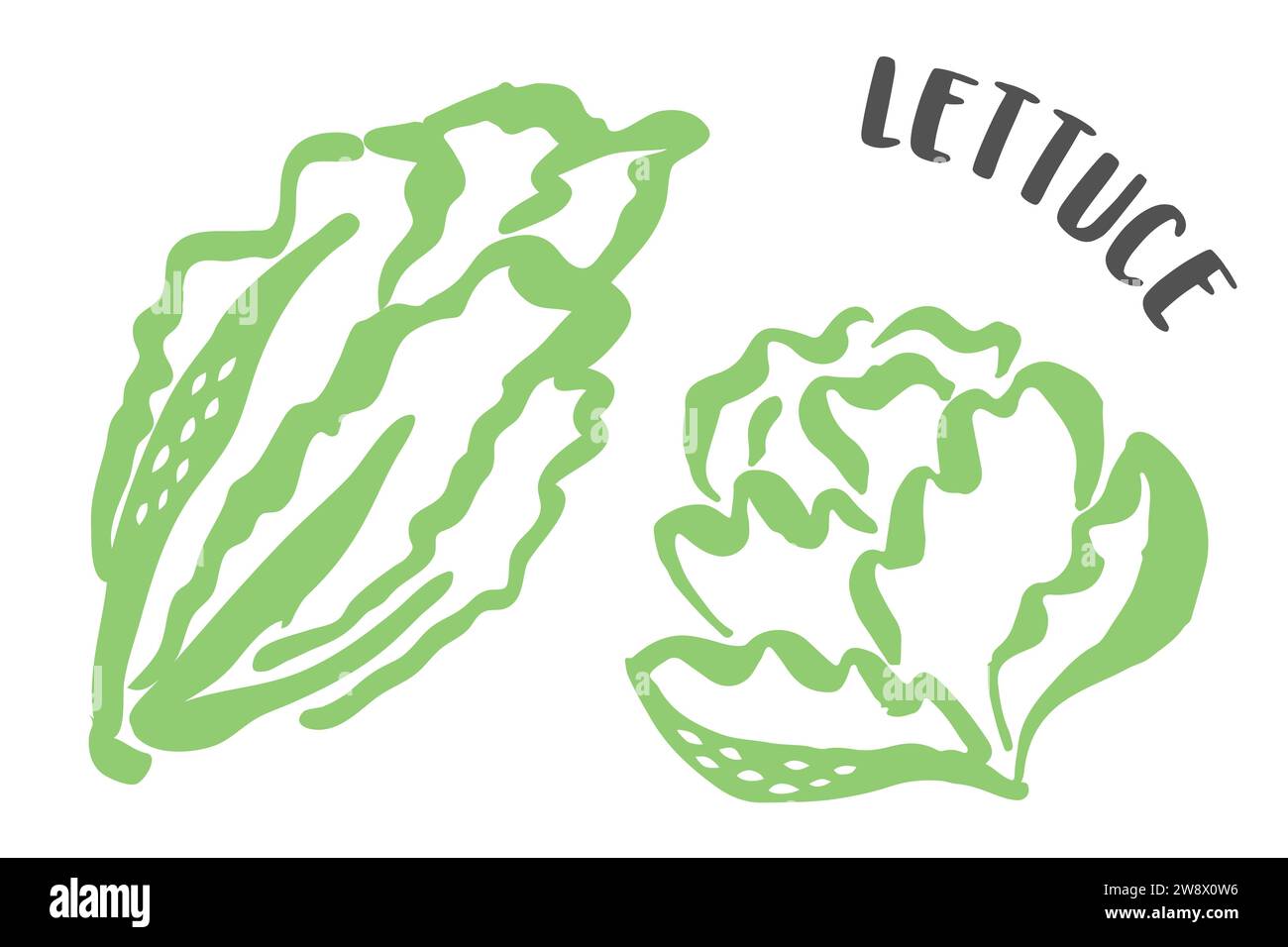 Lettuce drawing hand painted with ink brush isolated on white ...