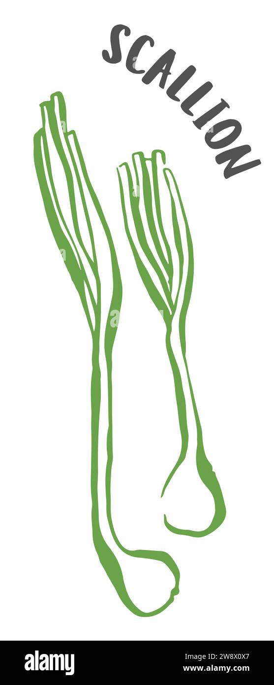 One spring onion chopped Stock Vector Images - Alamy