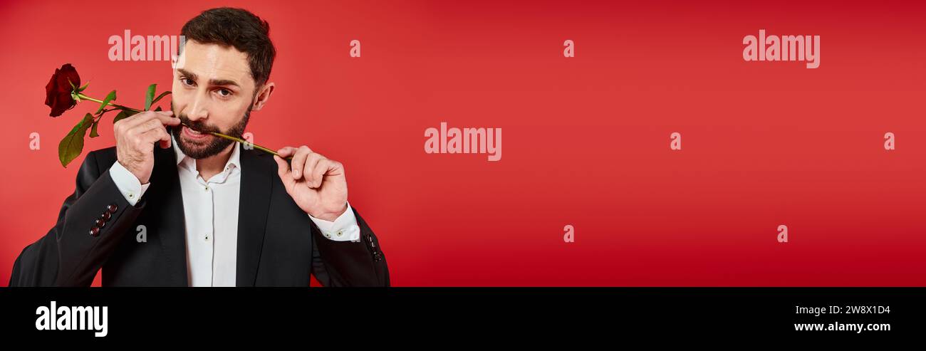 sharp-dressed bearded man holding rose in teeth on red, Saint ...