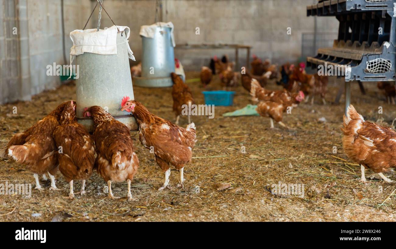 Chickens in poultry house equipped with feeding troughs and hatchery ...