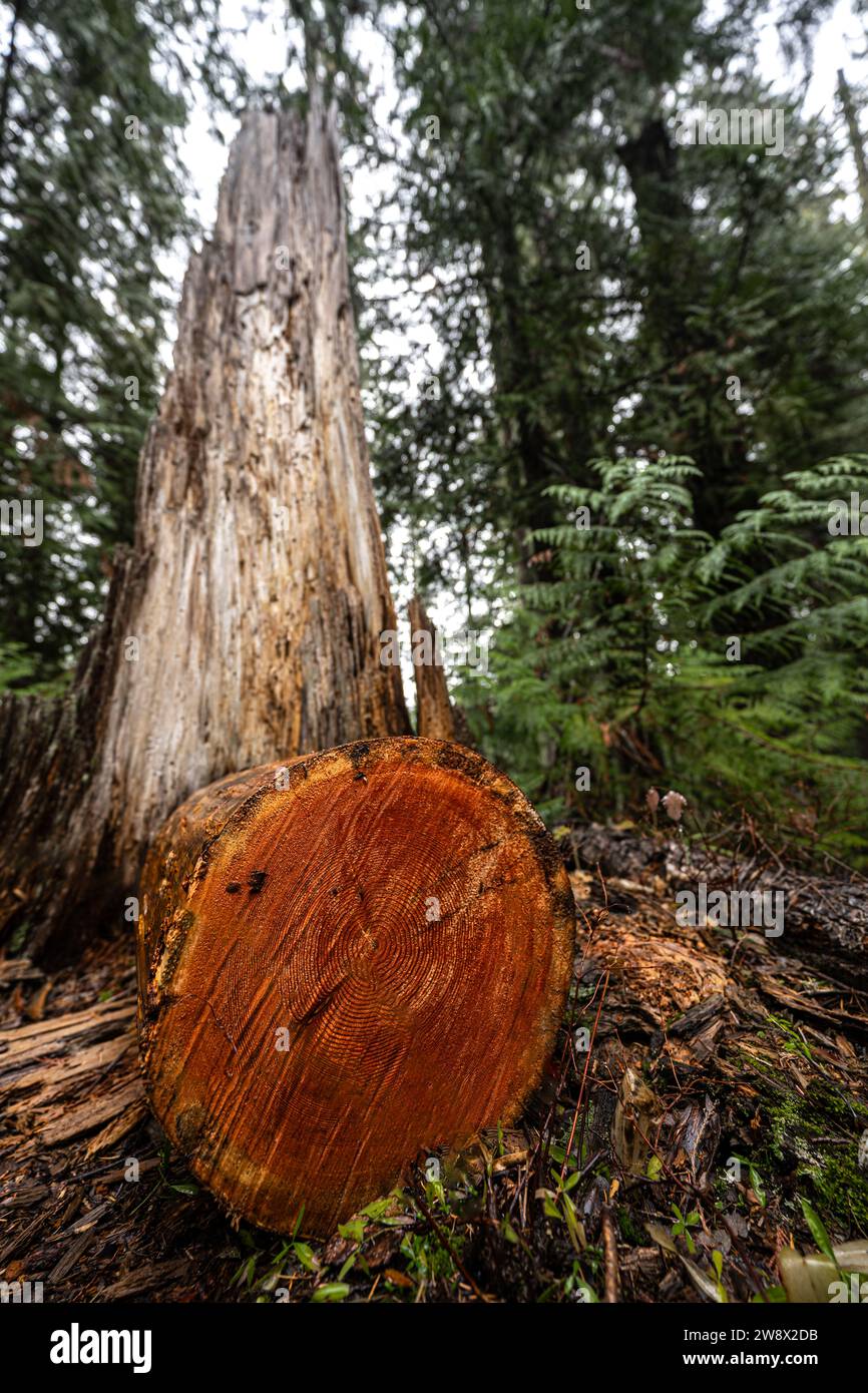 Cross Cut Through a Western Red Cedar Stem (Thuja plicata Stock Photo ...