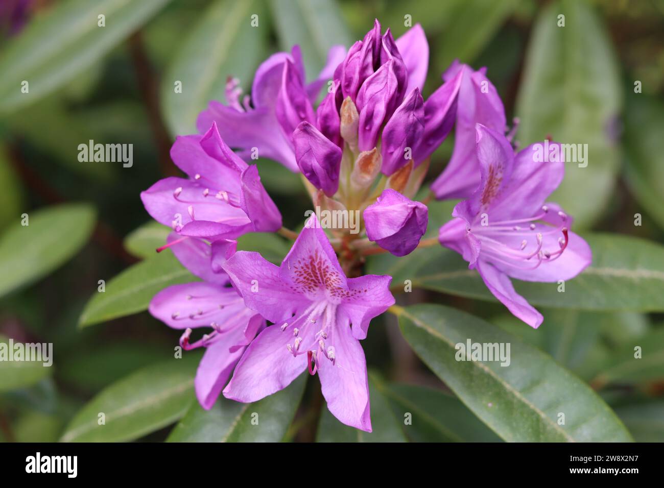 Close up of a single pink and purple rhododendron flower head, with ...