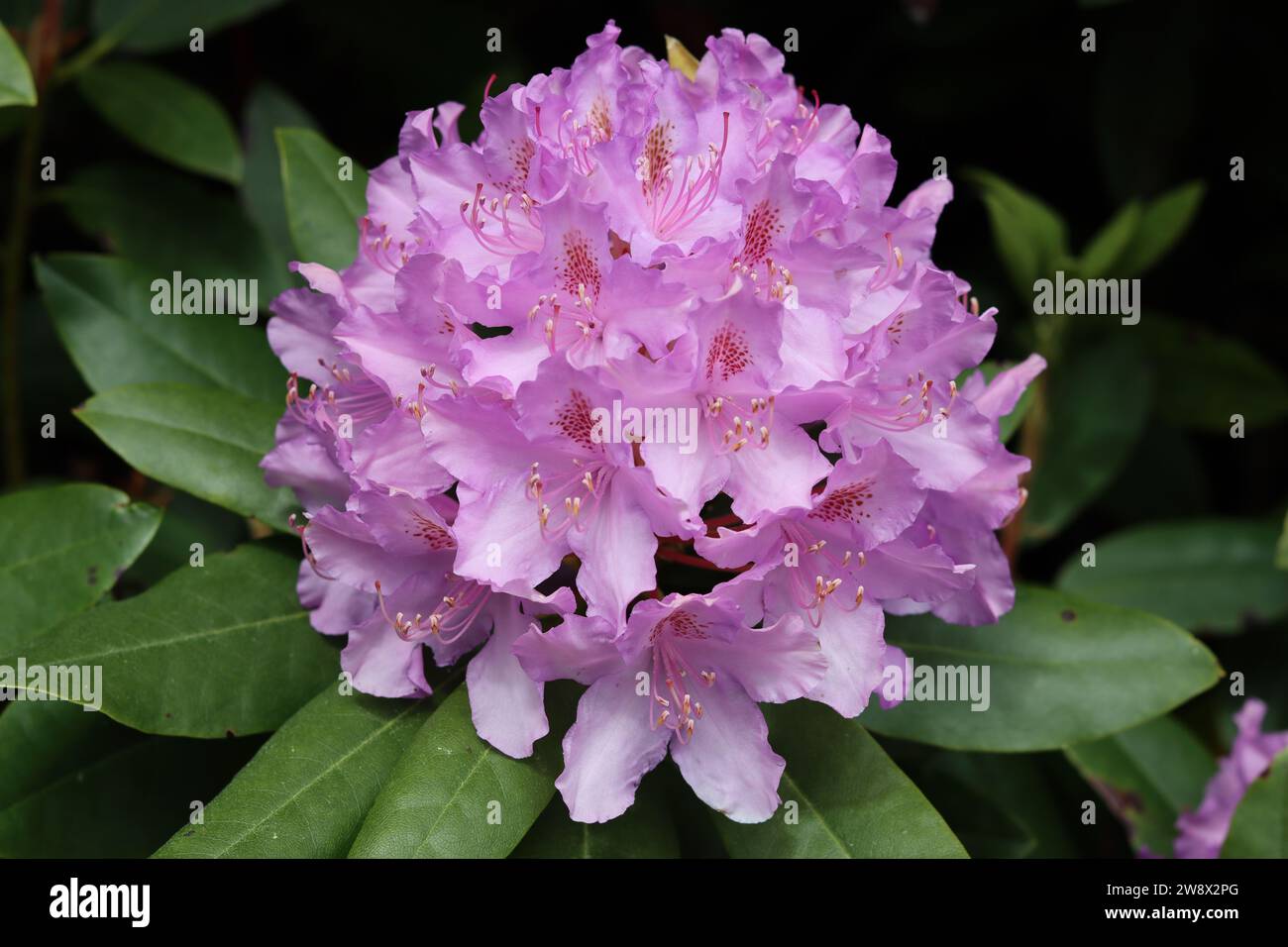 Close up of a single pink and purple rhododendron flower head Stock ...