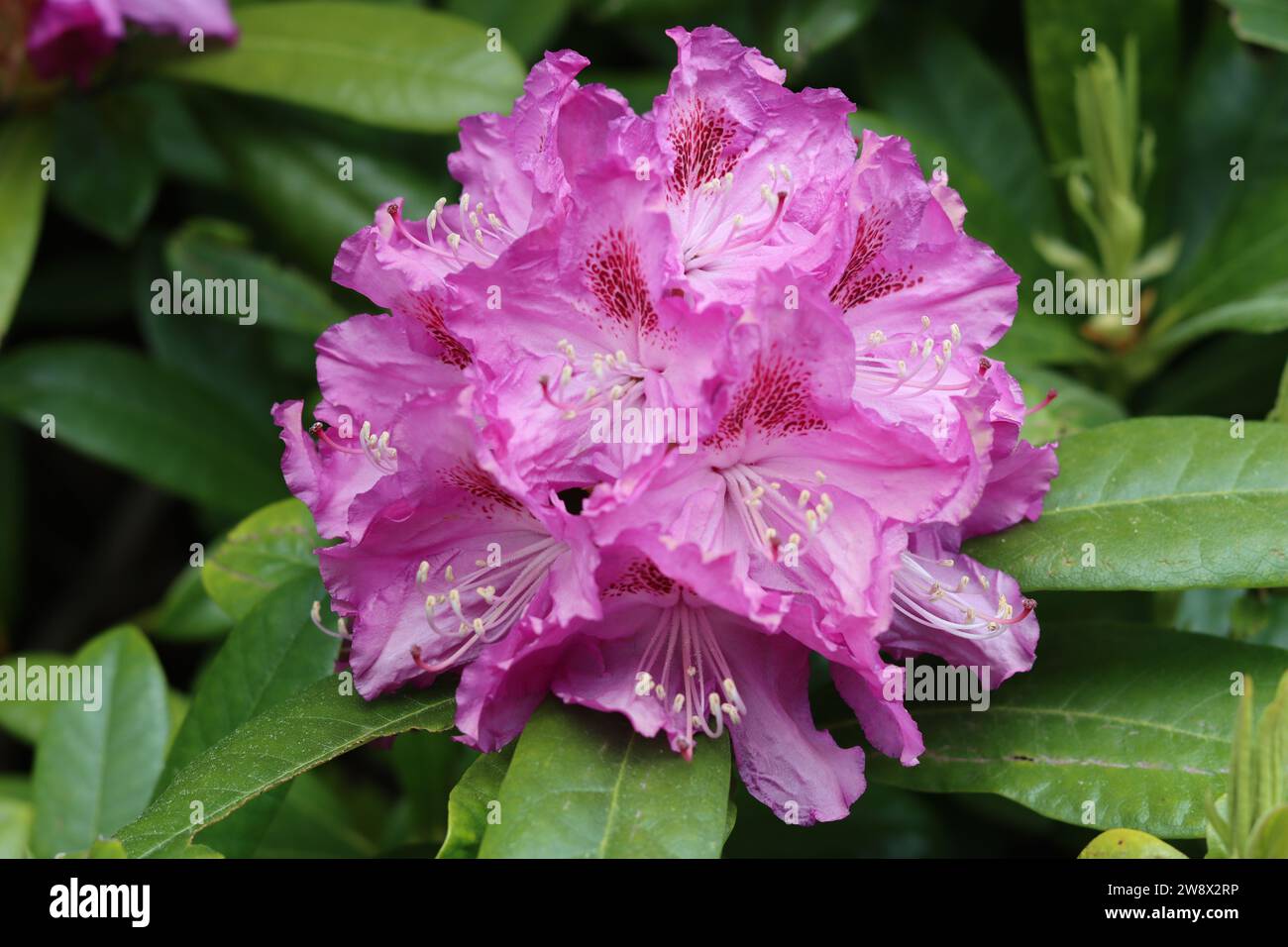 Close up of a single pink and purple rhododendron flower head Stock ...