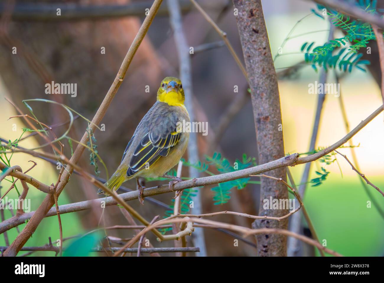 Village weaver bird hi-res stock photography and images - Alamy