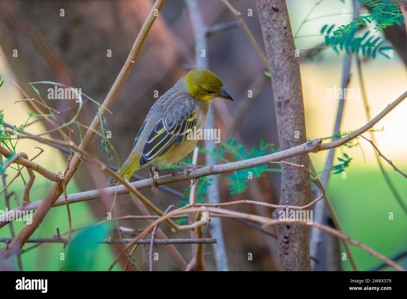 Weaver bird gambia hi-res stock photography and images - Alamy