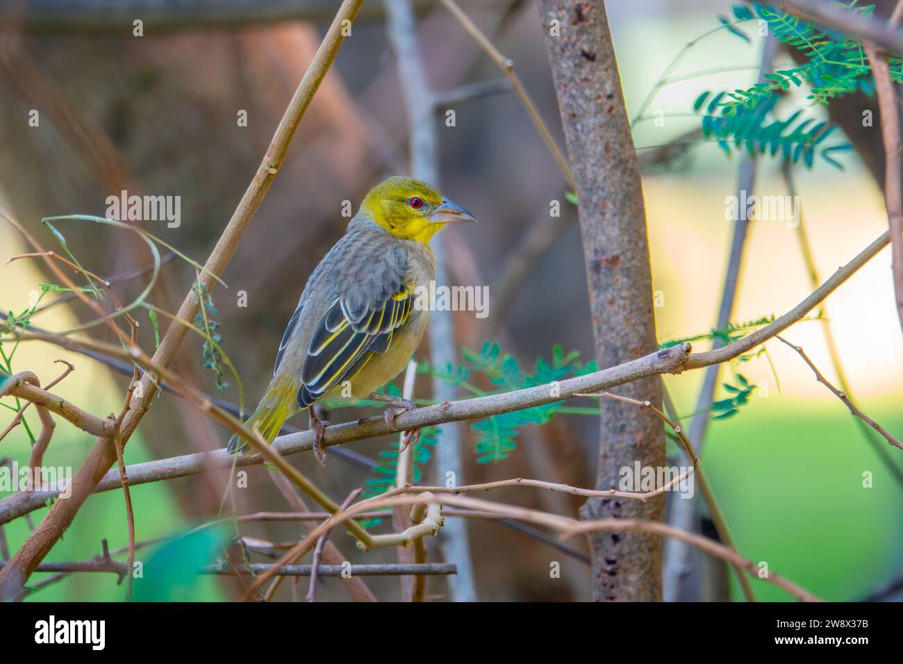 Village weaver bird in a tree Stock Photo - Alamy