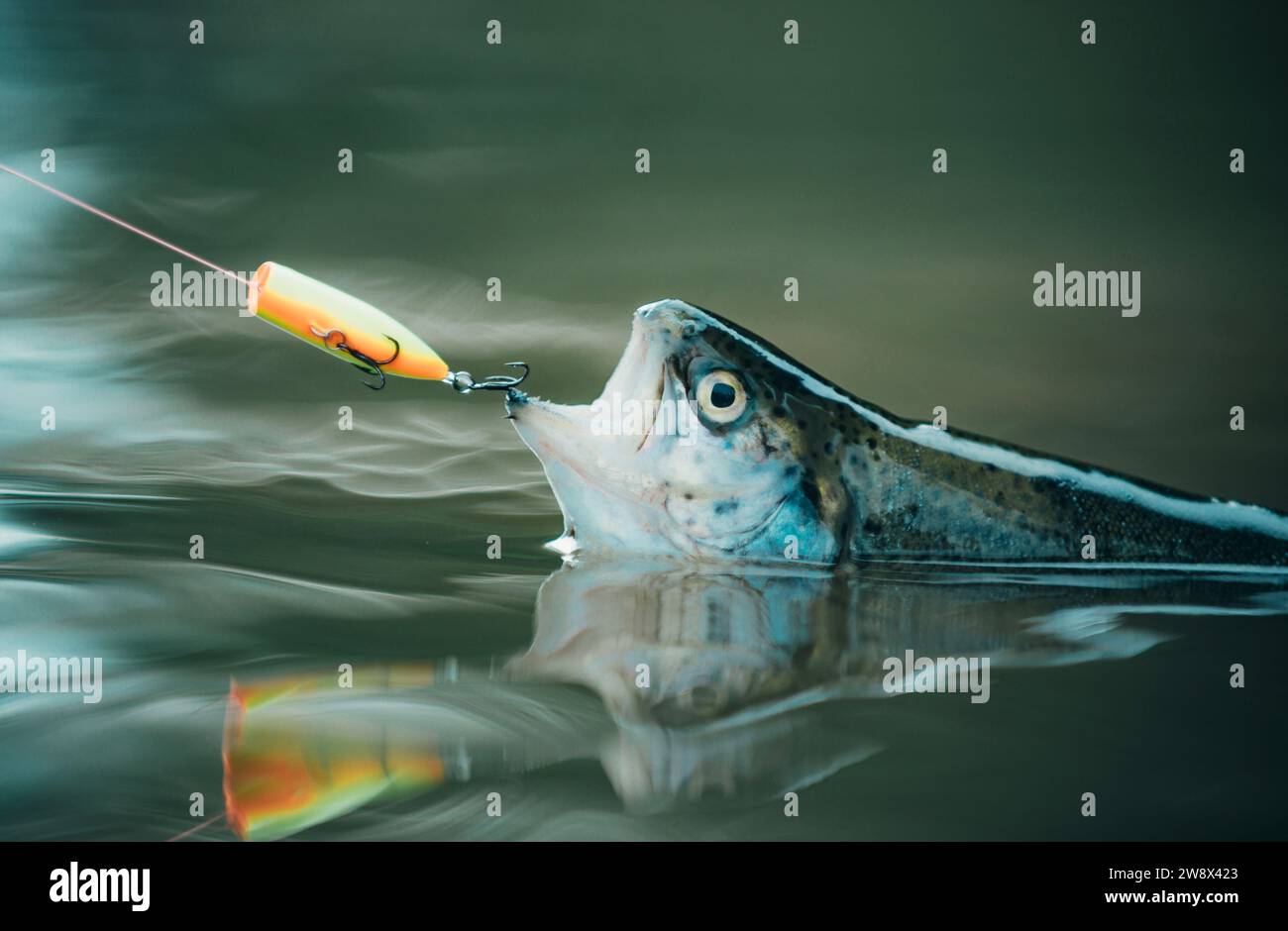 Bass fishing splash. Trout. Fishing. Still water trout fishing ...