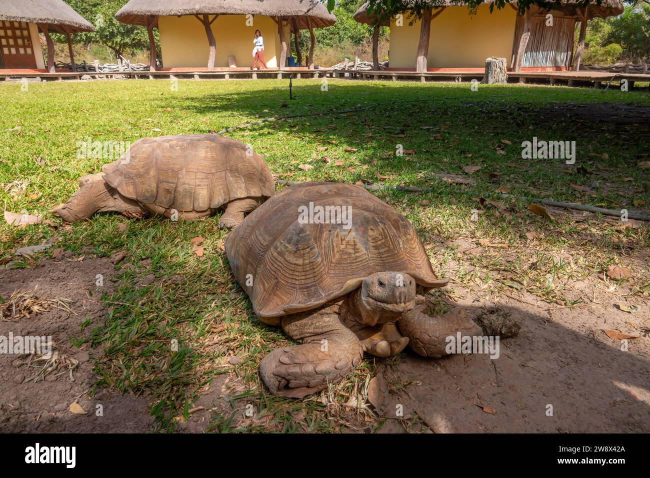African spurred tortoise Stock Photo - Alamy