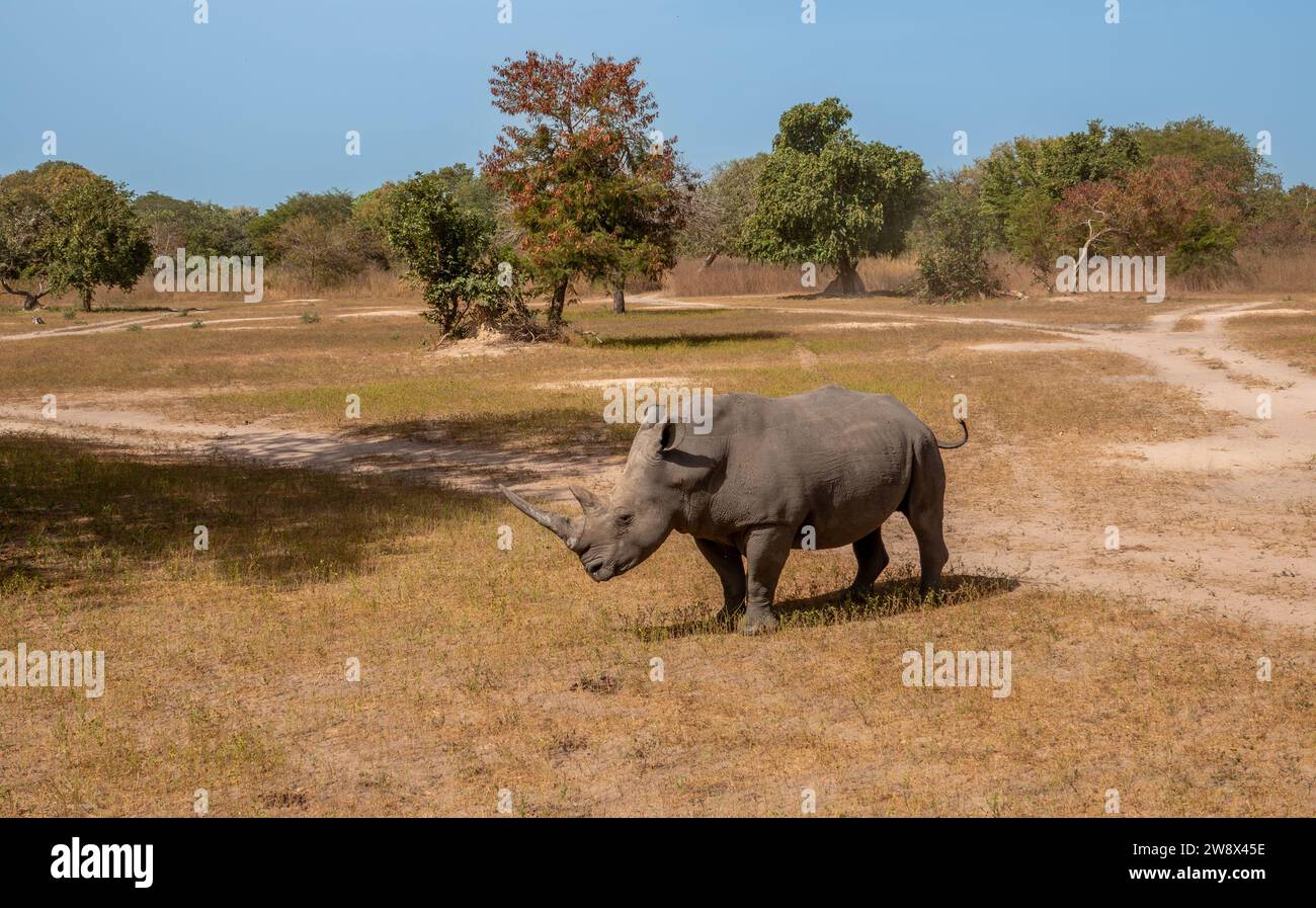 Large male white rhinoceros in African savana Stock Photo - Alamy