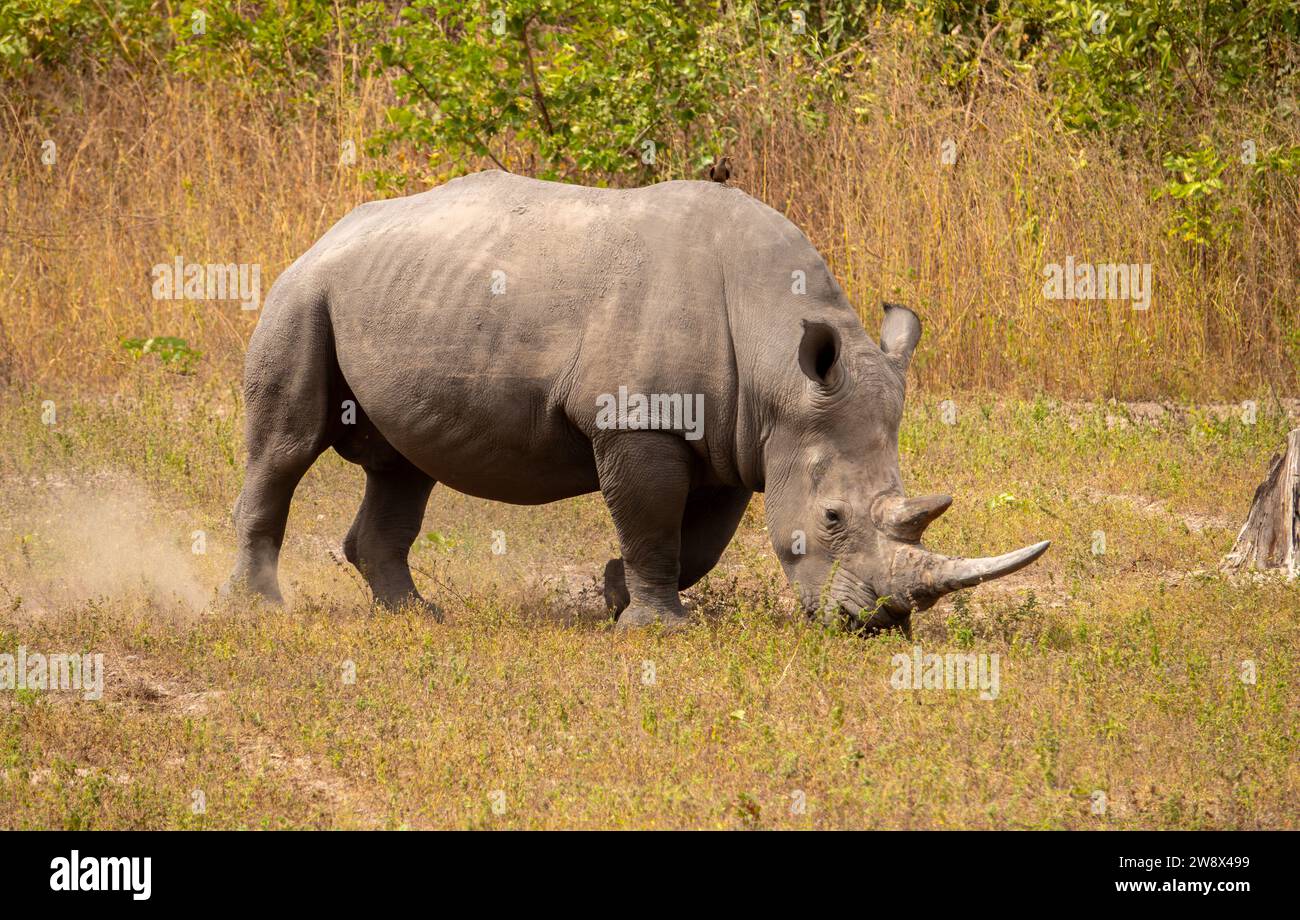 Large male white rhinoceros in African savana Stock Photo - Alamy
