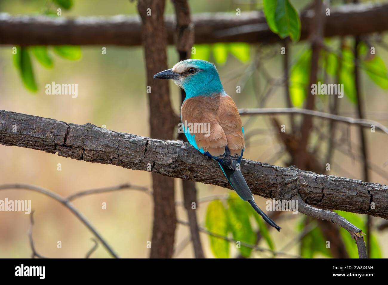 Senegal roller hi-res stock photography and images - Alamy