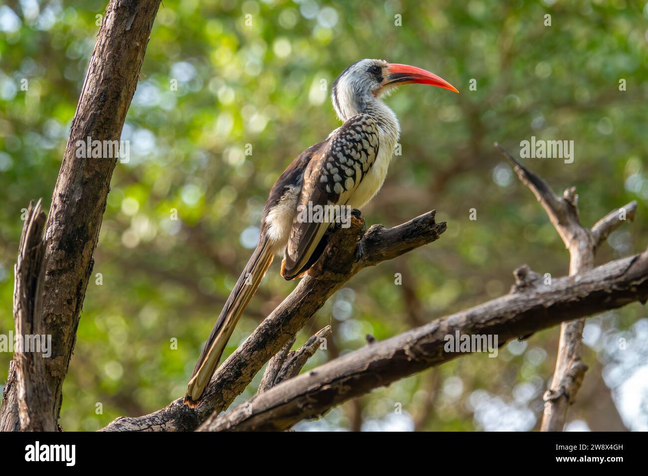 Red billed Hornbill Stock Photo - Alamy