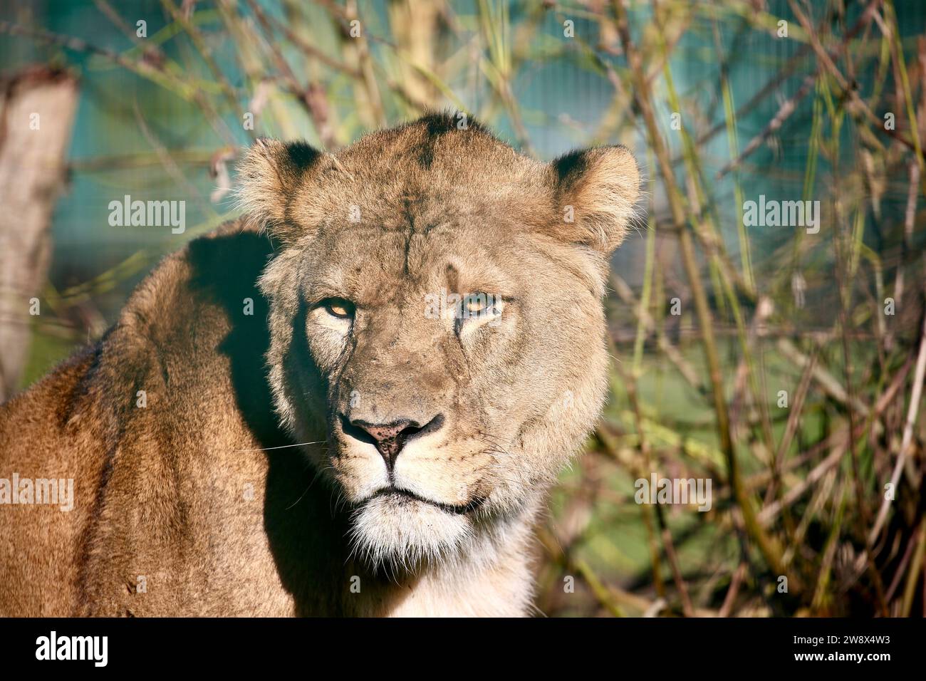 Animals with sharp teeth hi-res stock photography and images - Alamy