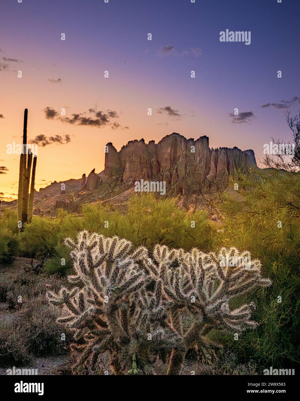 Desert sunrise landscape saguaro cactus cacti teddy-bear Cholla in Lost ...