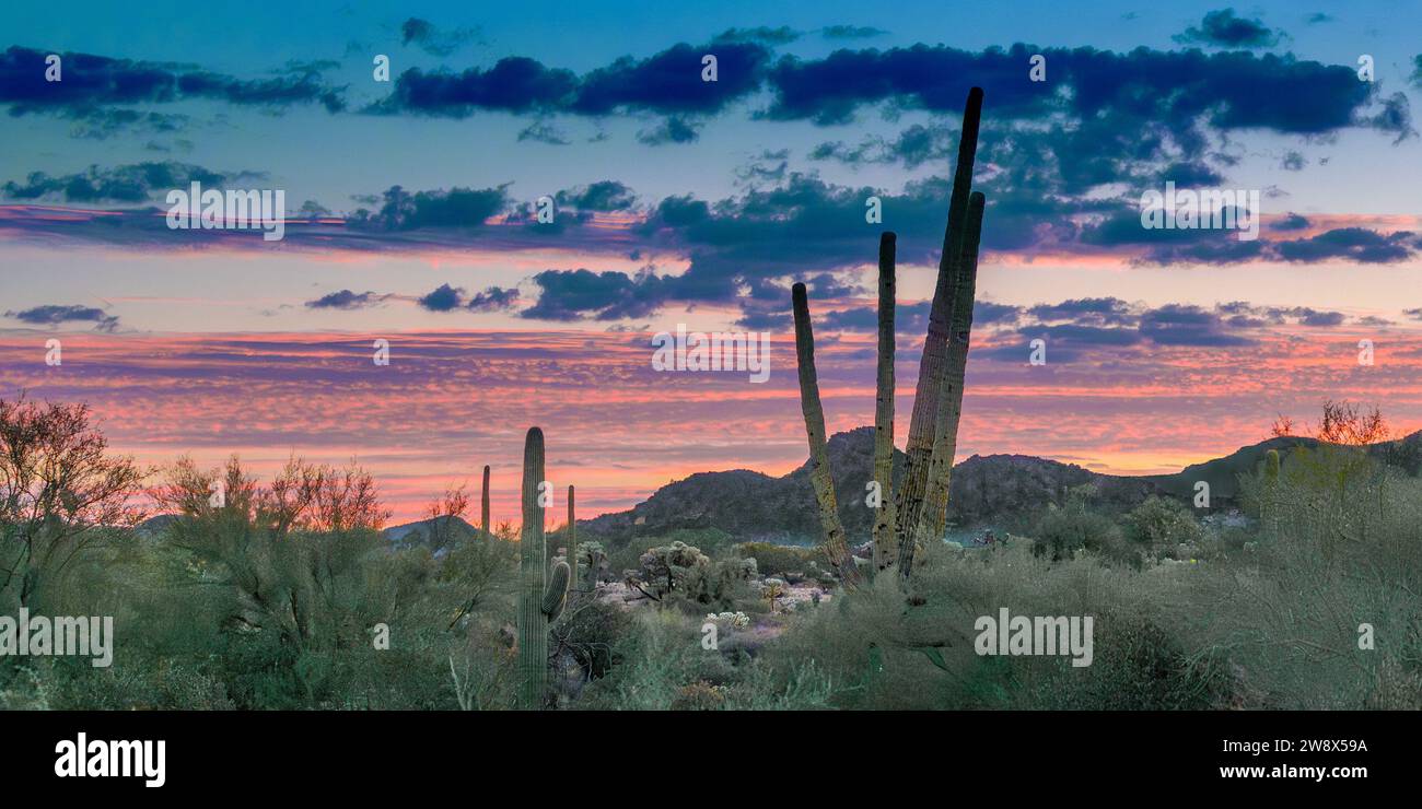 Desert sunrise landscape saguaro cactus cacti teddy-bear Cholla in Lost ...