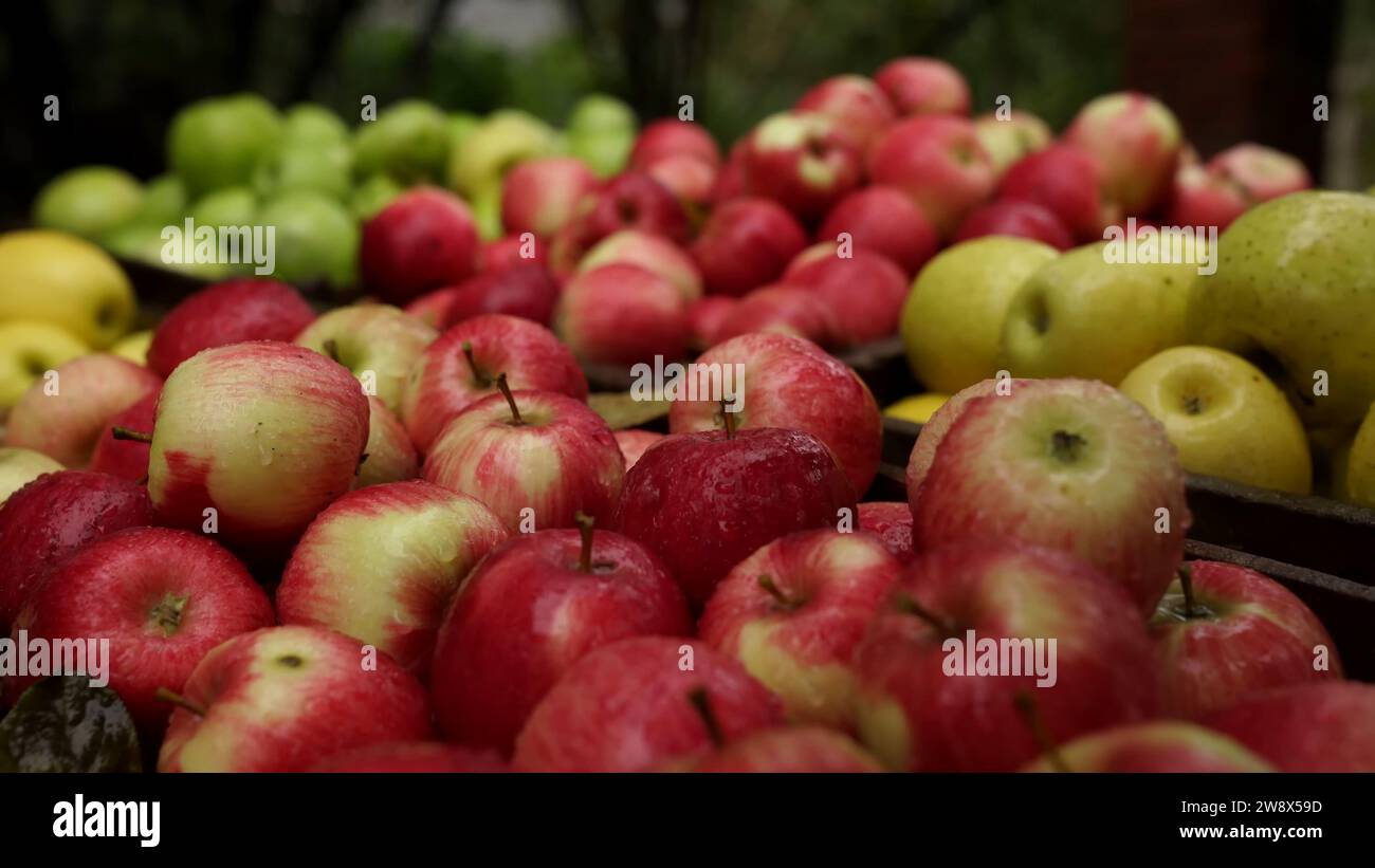 Photo of fresh green and red apples ready to eat Stock Photo - Alamy