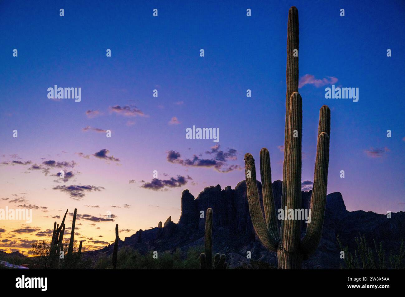 Desert sunrise landscape saguaro cactus cacti teddy-bear Cholla in Lost ...