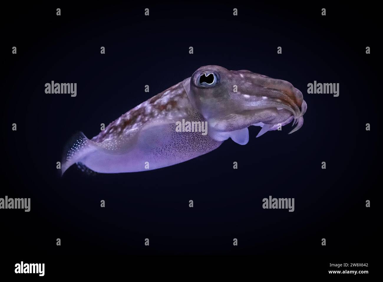 Swimming Cuttlefish isolated on black background Stock Photo - Alamy