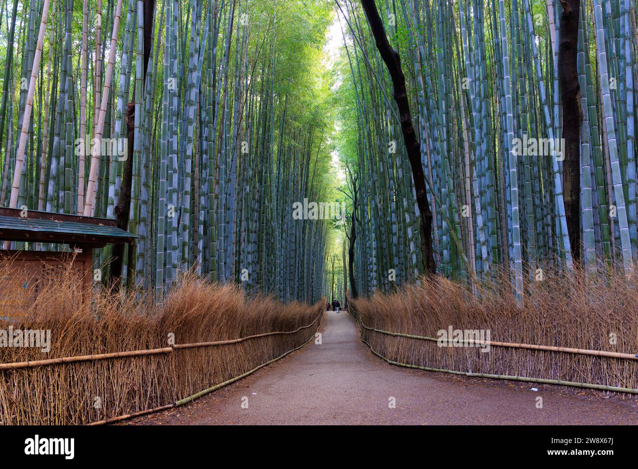 Arashiyama bamboo groove forest near Kyoto, Japan Stock Photo - Alamy