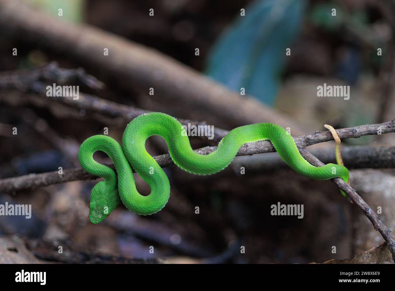 Small green pit viper Trimeresurus standing on a branch in the Doi ...