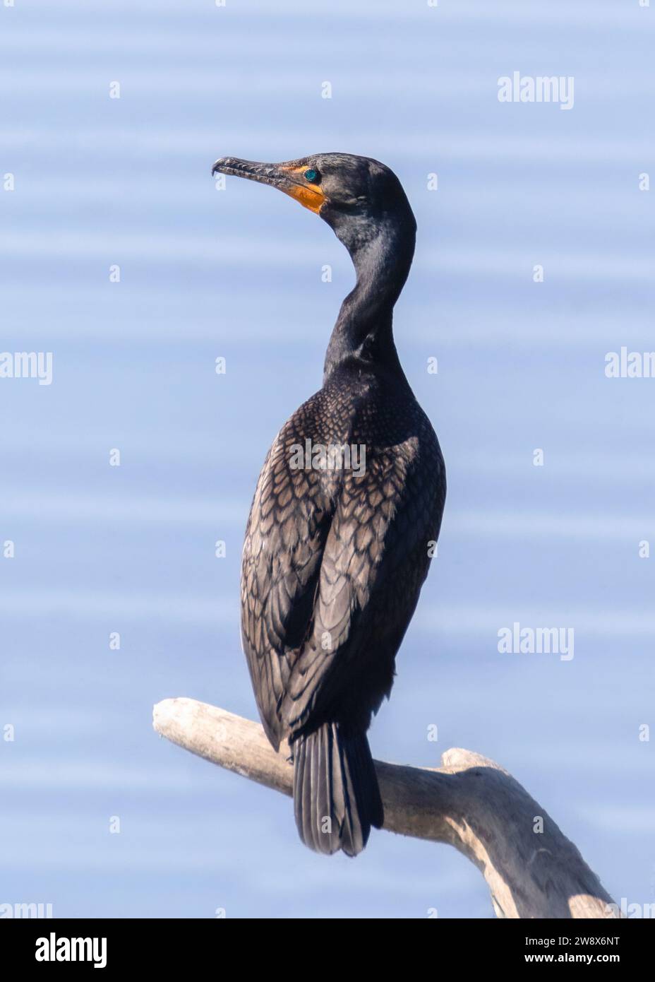 Double-crested Cormorant standing on dead tree log above blue water ...