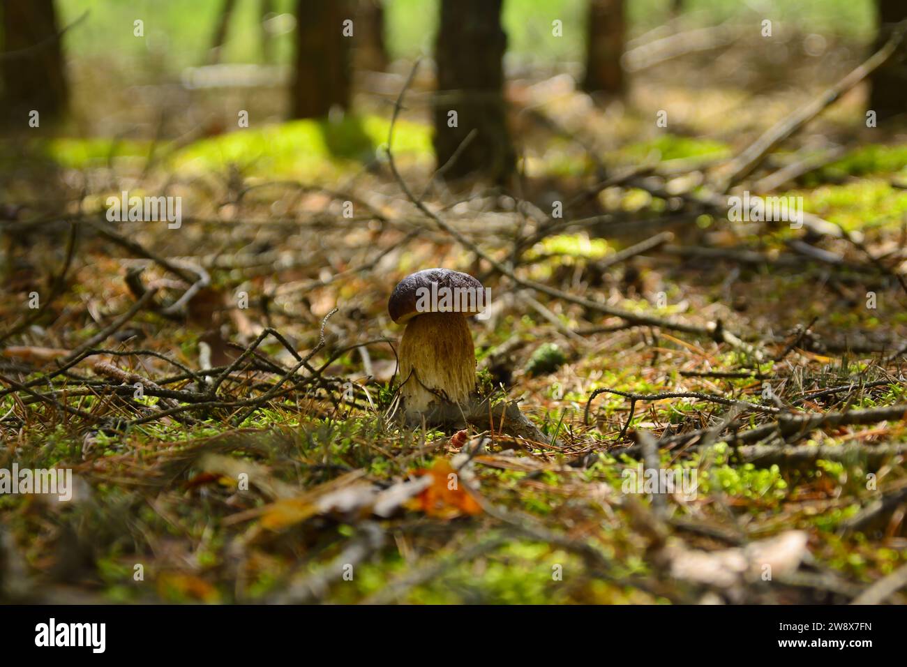 A porcini mushroom (Boletus edulis) between leaves and dry estons in ...