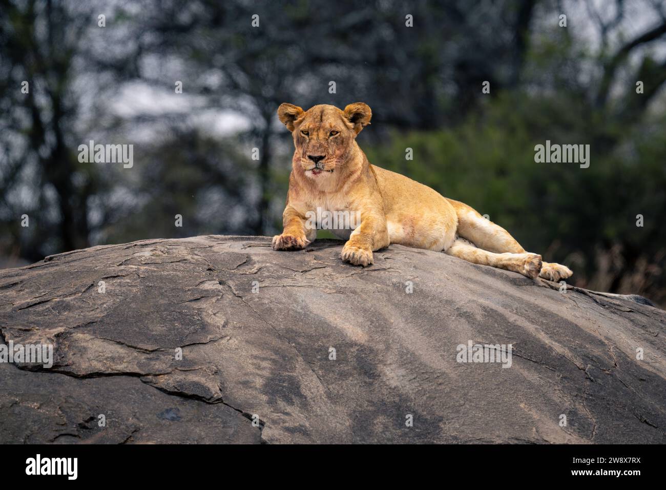 Lioness lies on grass hi-res stock photography and images - Alamy