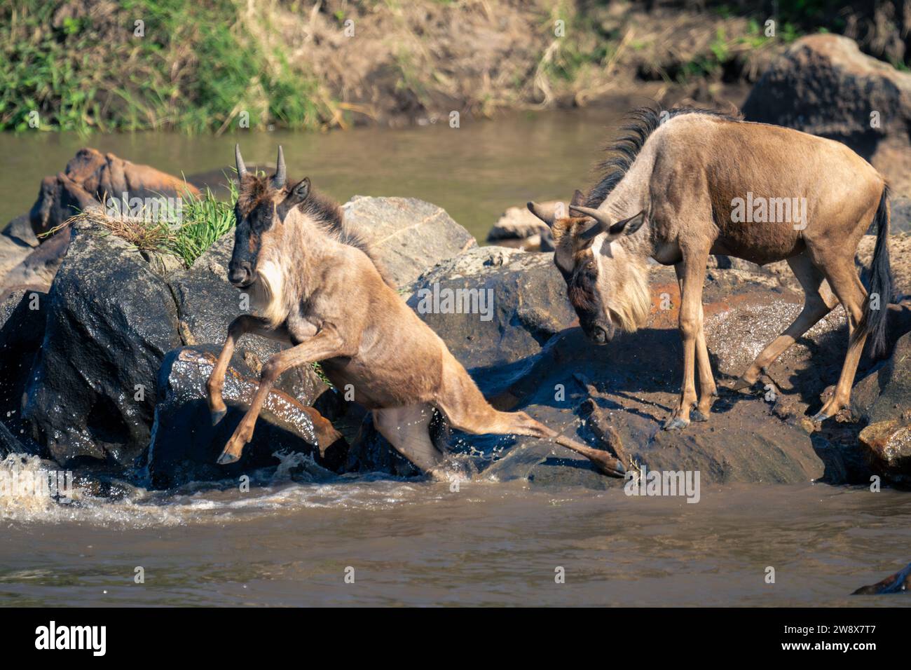 Blue wildebeest calf jumps into rocky shallows Stock Photo - Alamy