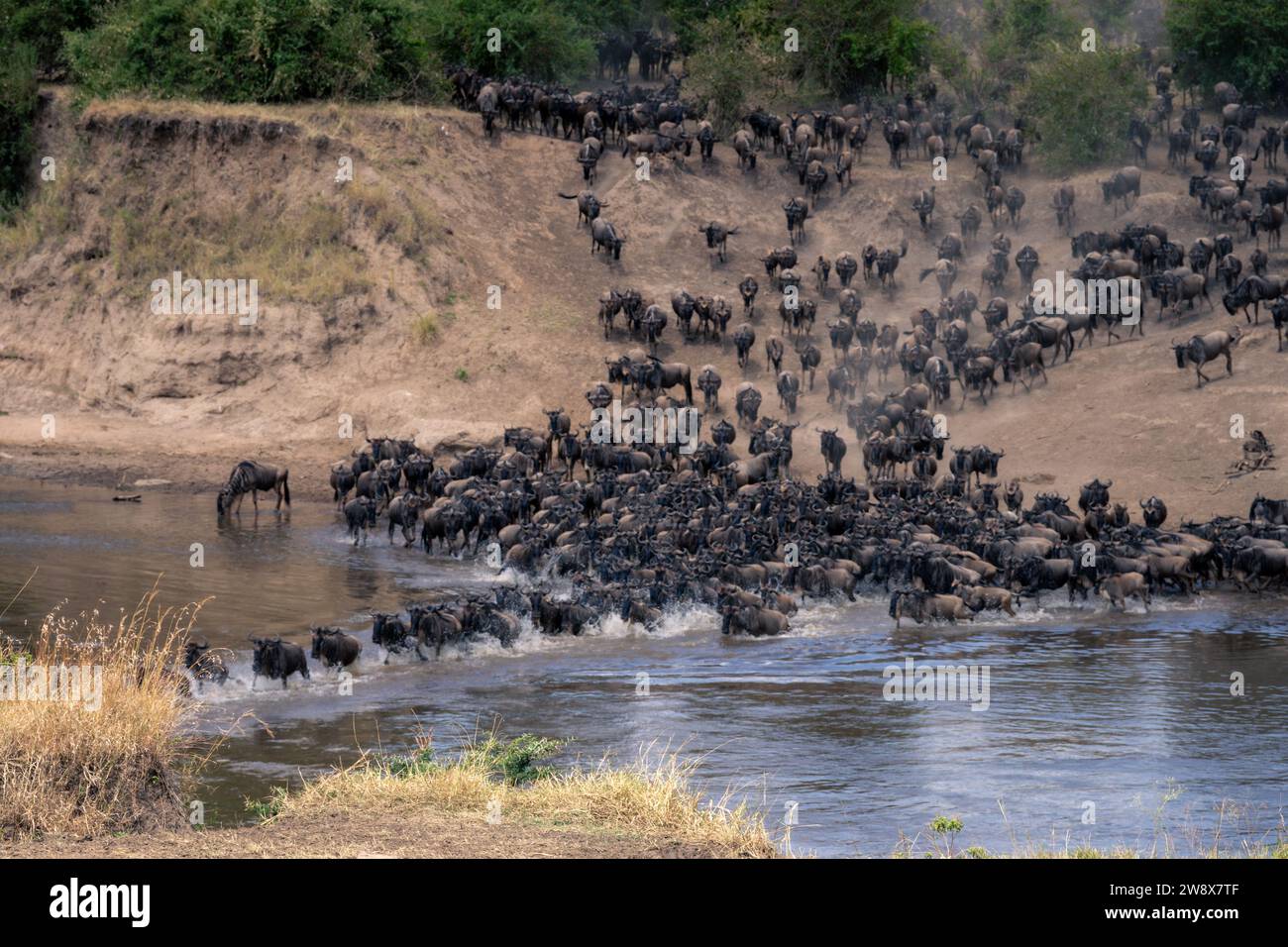 Blue wildebeest cross Mara in single file Stock Photo - Alamy