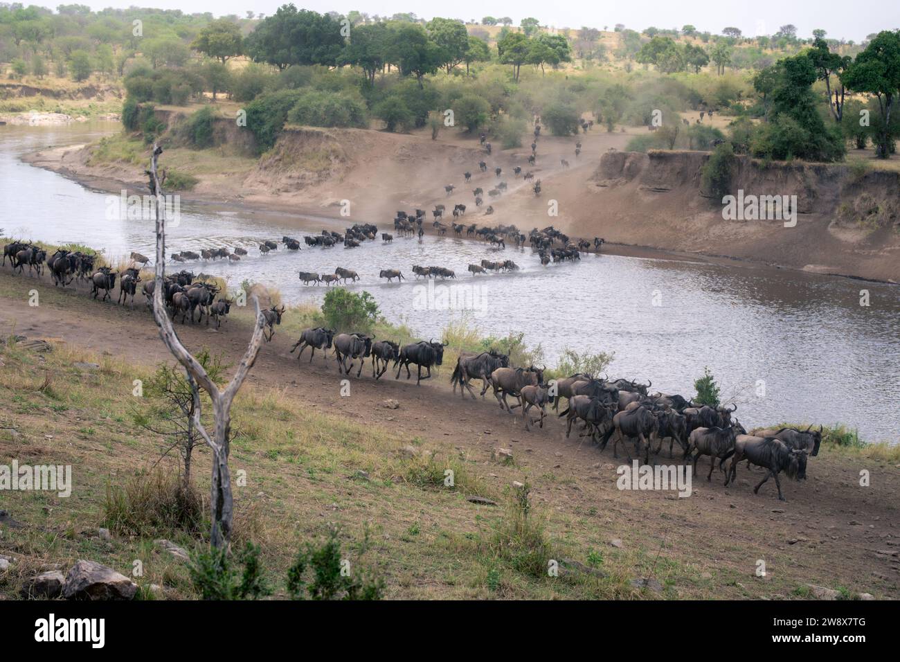 Blue wildebeest cross river in two streams Stock Photo - Alamy