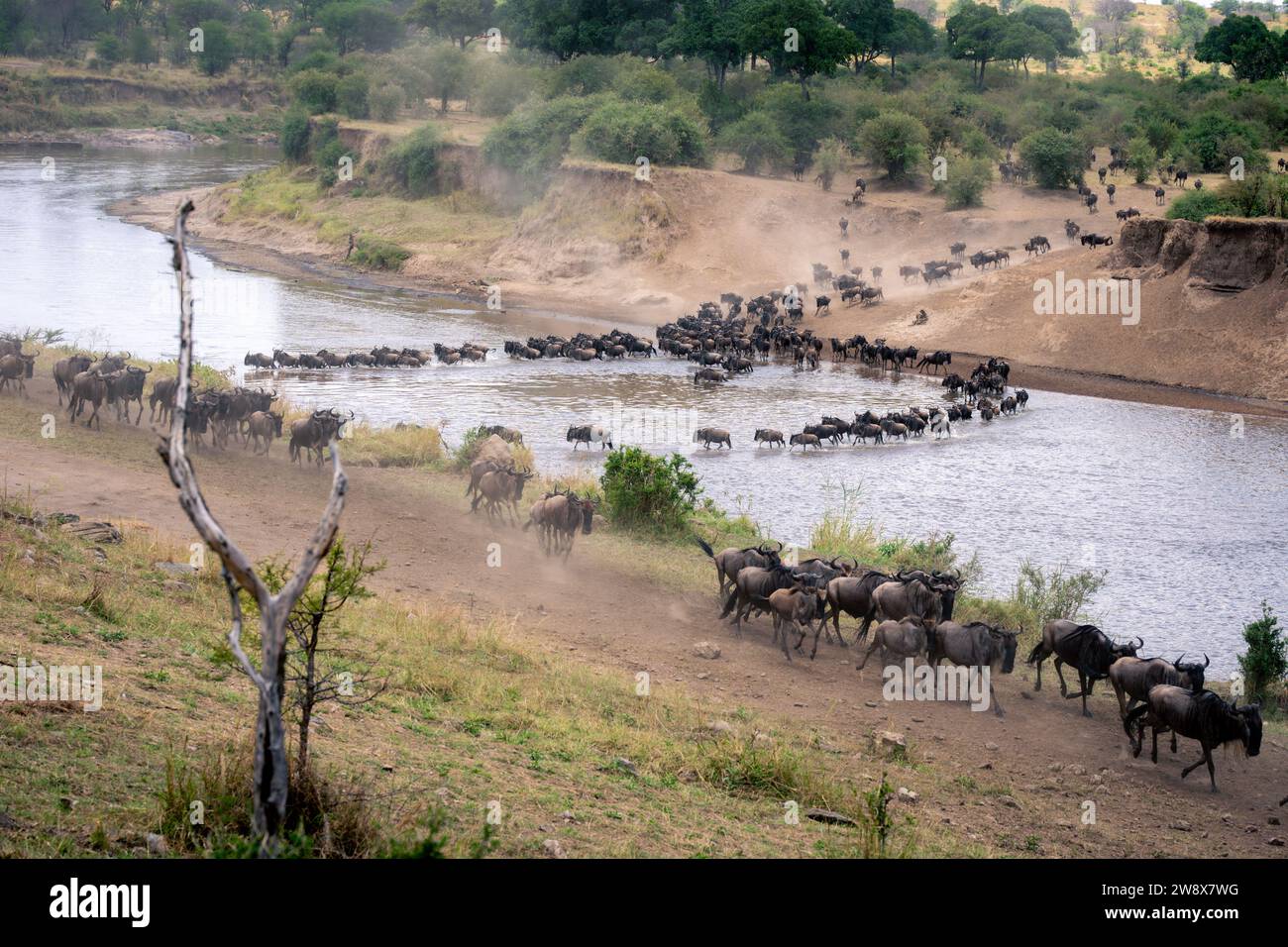 Blue wildebeest cross stream in two lines Stock Photo - Alamy