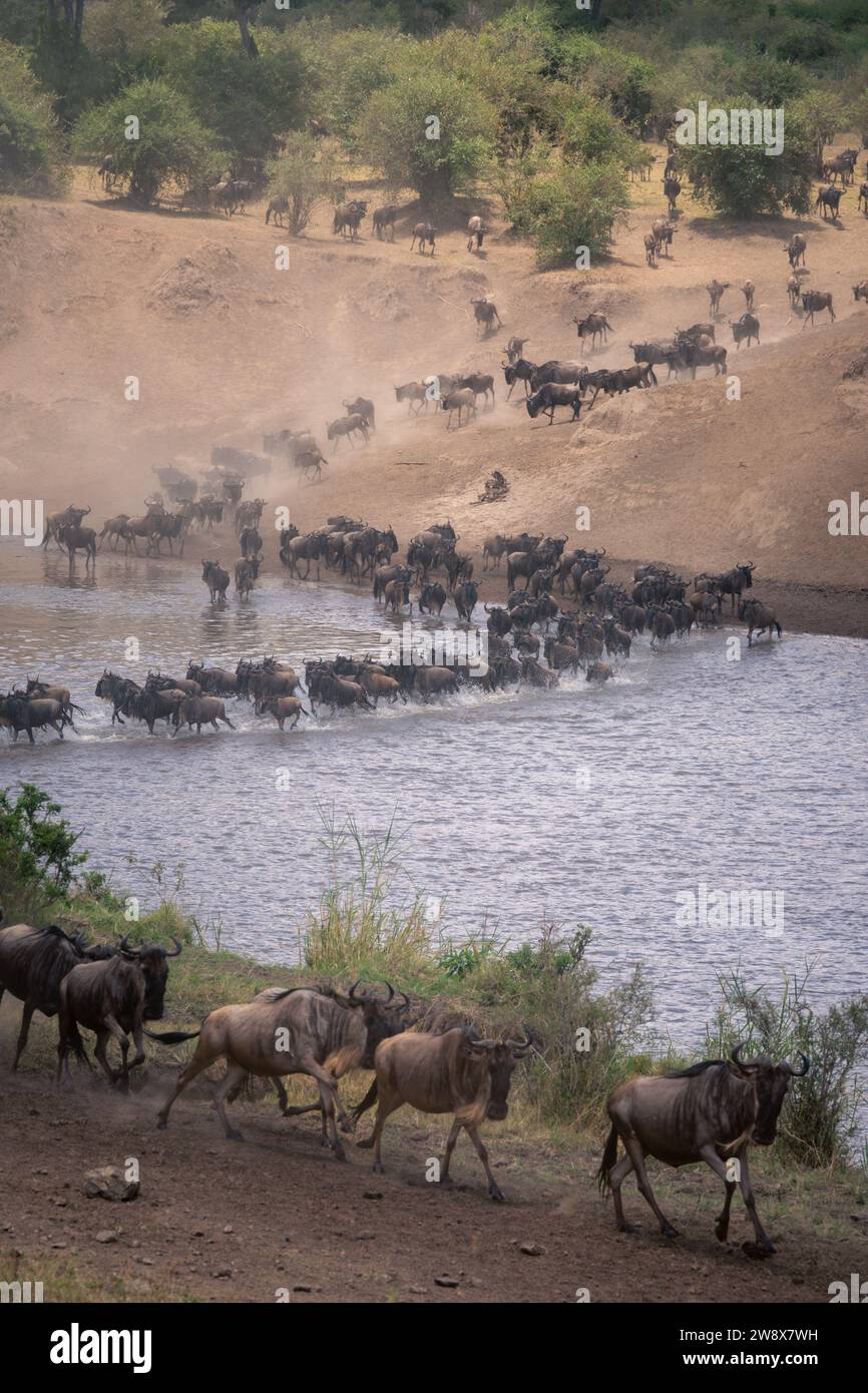 Blue wildebeest crossing river in zigzag line Stock Photo - Alamy