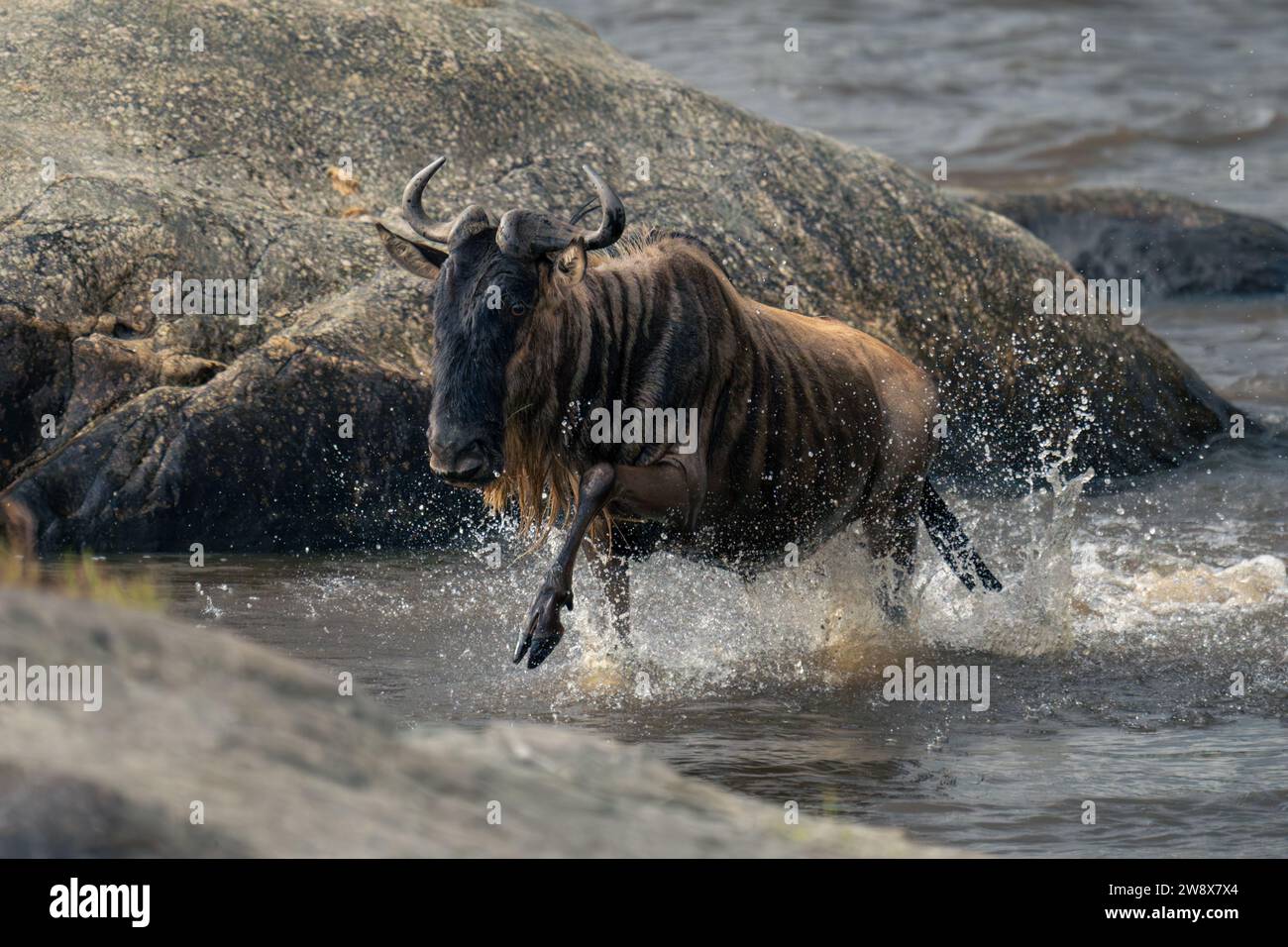 Serengeti wildebeest crocodile hi-res stock photography and images - Alamy