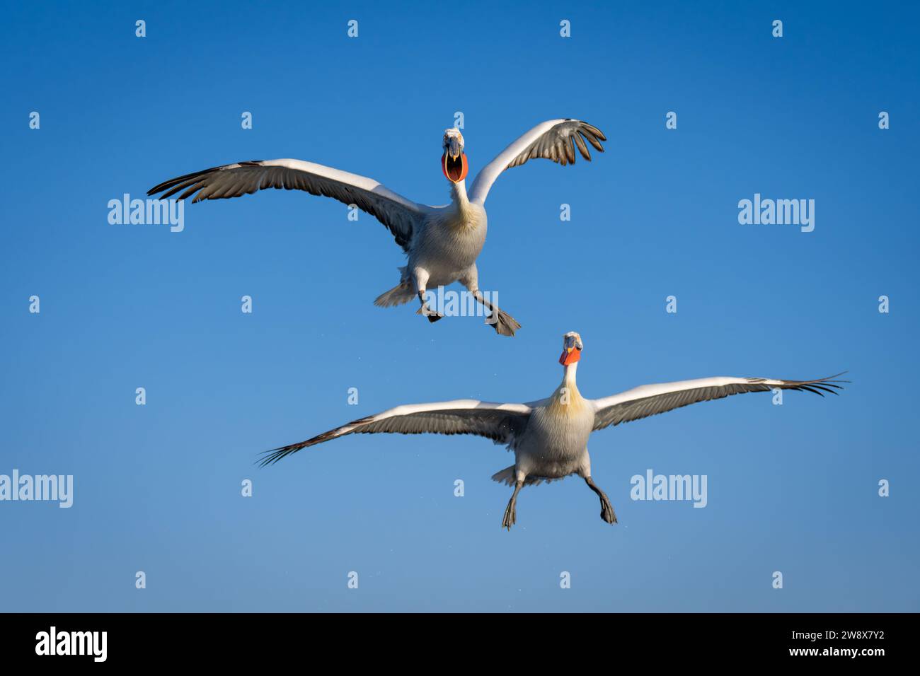 Two pelicans fly in perfect blue sky Stock Photo - Alamy