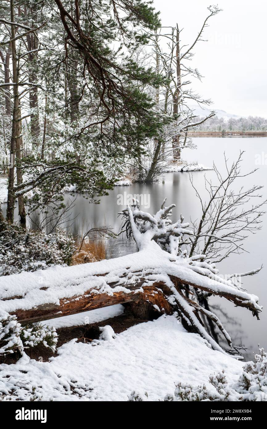Fallen winter tree around a frozen Loch Mallachie in the snow ...
