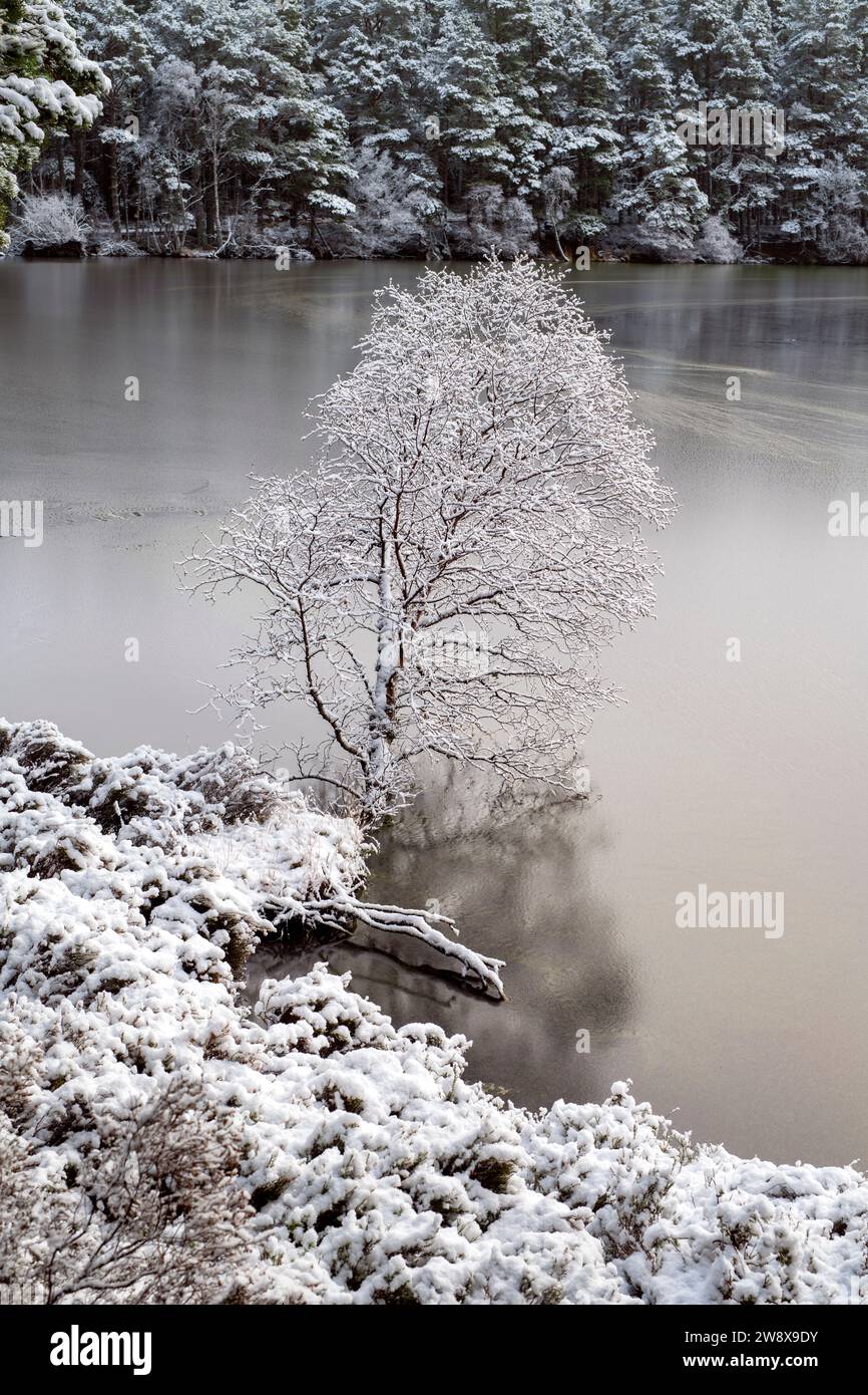 Winter tree along a frozen Loch Garten in the snow. Highlands, Scotland ...
