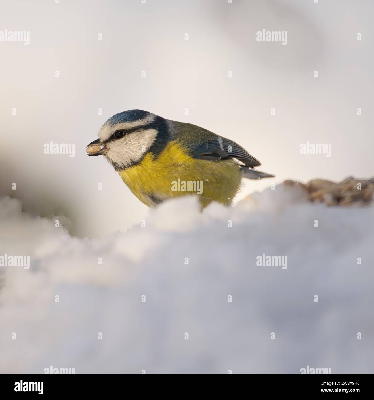 Bluetit and seeds Stock Photo - Alamy