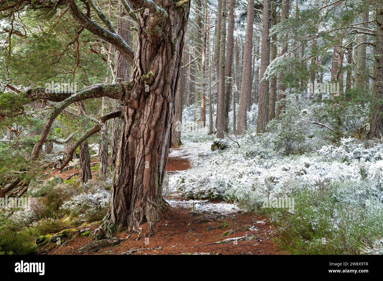Pathway through Loch Garten nature reserve pine forest in the snow ...