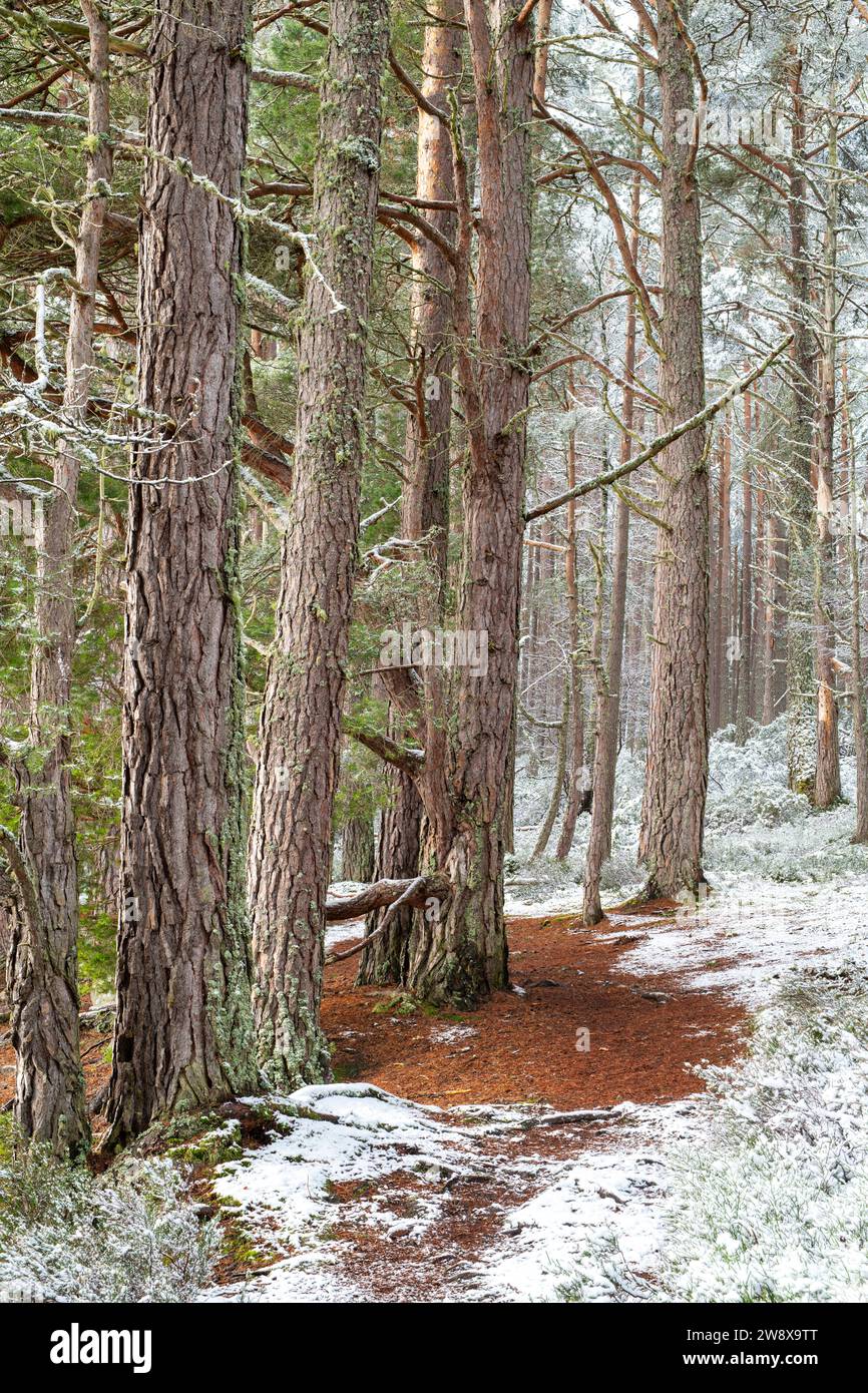 Pathway through Loch Garten nature reserve pine forest in the snow ...