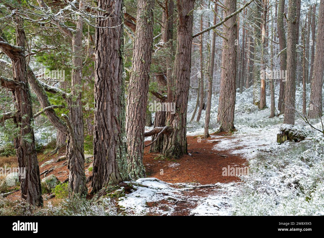 Pathway through Loch Garten nature reserve pine forest in the snow ...