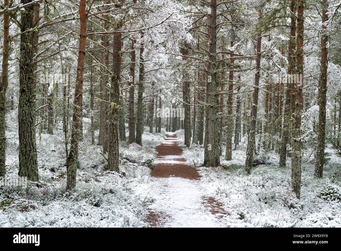 Pathway through Loch Garten nature reserve pine forest in the snow ...