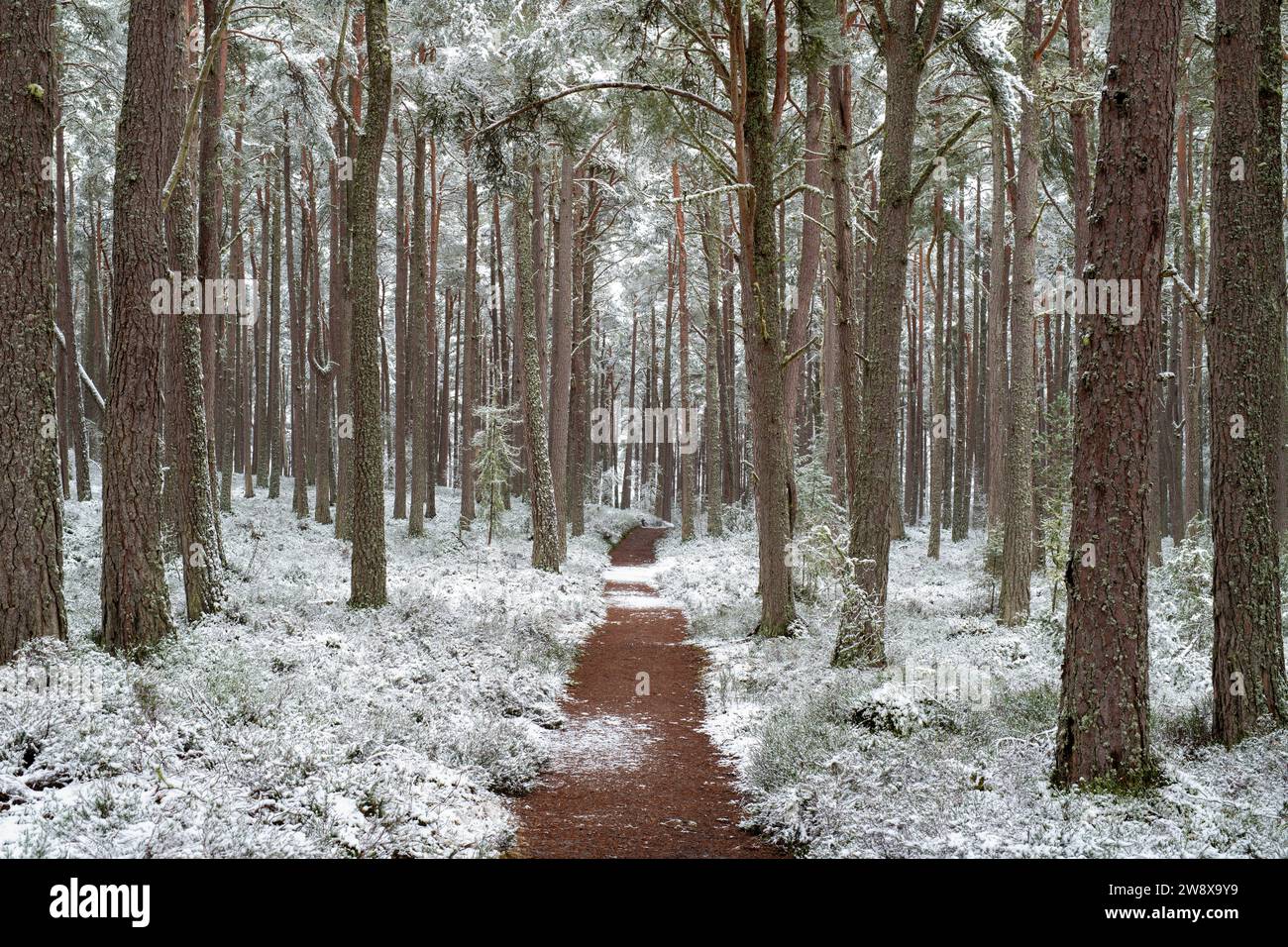 Pathway through Loch Garten nature reserve pine forest in the snow ...