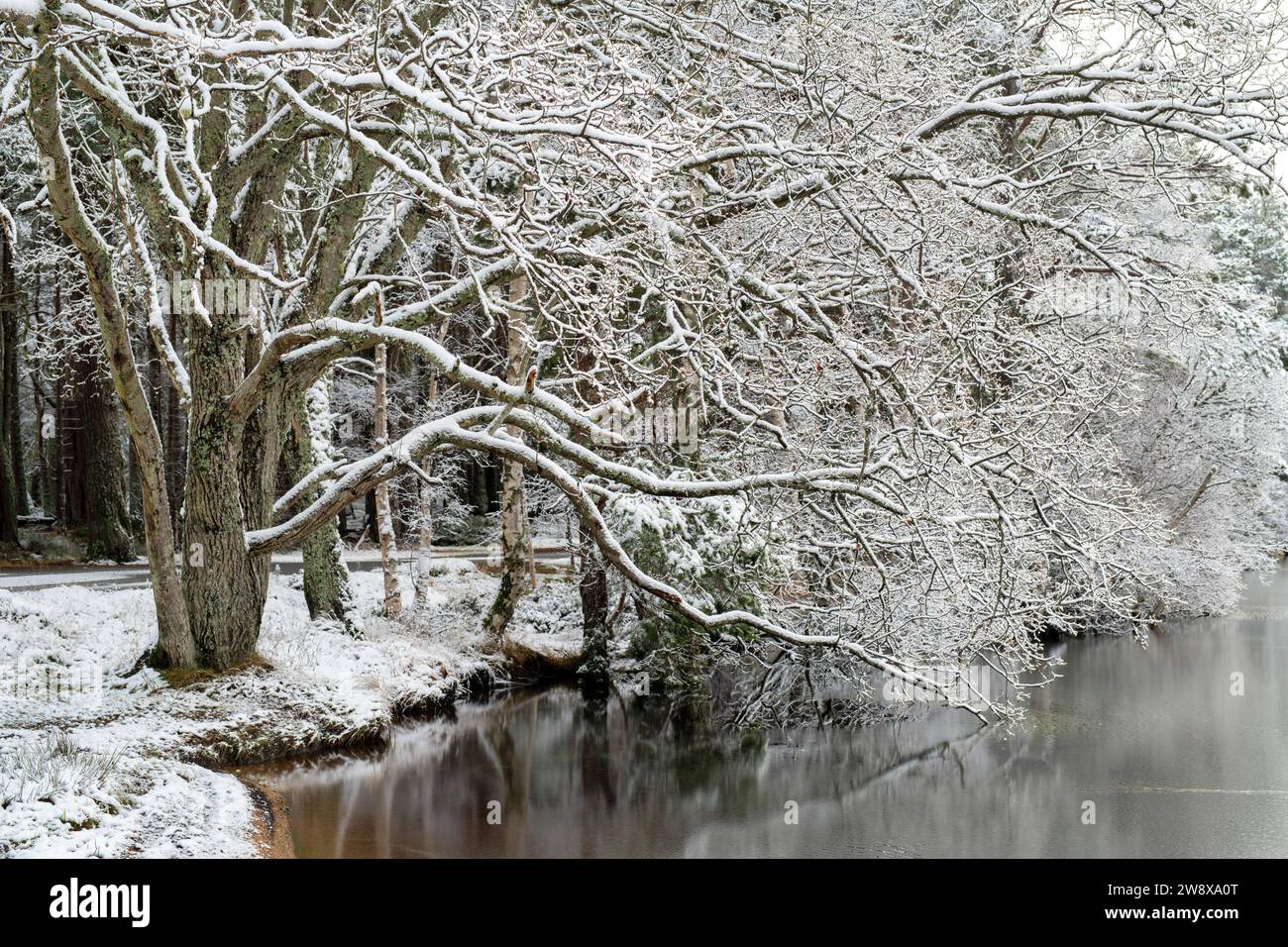 Loch Garten in the snow. Highlands, Scotland Stock Photo - Alamy