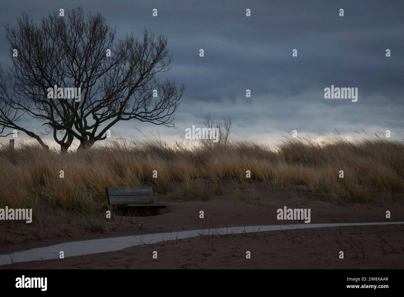 Bench sitting on sand with overcast weather and tall grasses behind it ...