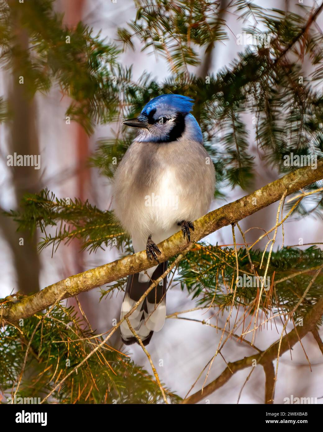 Blue Jay close up front view perched on a tree branch with blur coniferous background in its ...